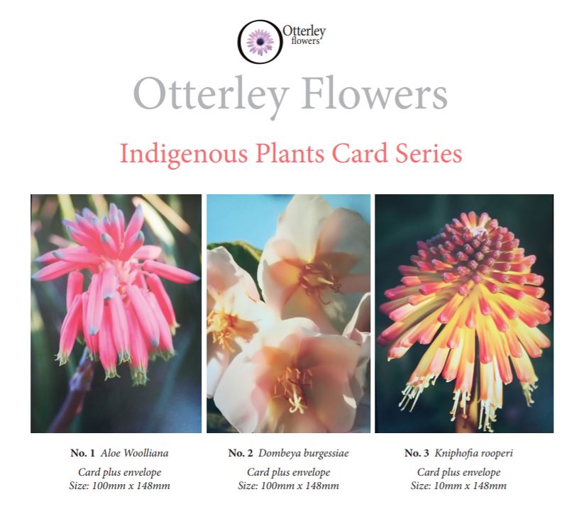 Indigenous Plants Card Series – Otterley Press